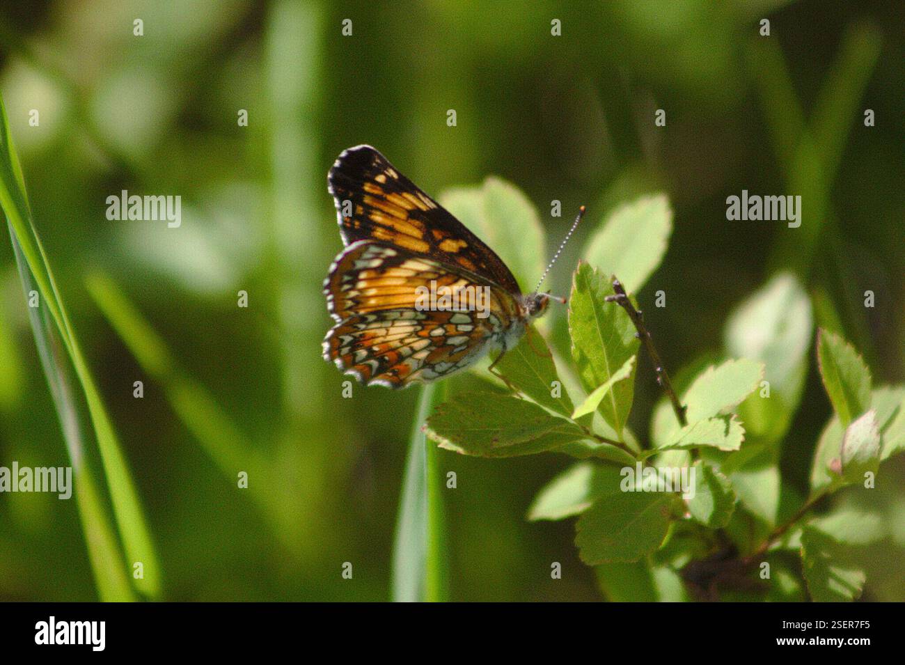 Harris's Checkerspot (Chlosyne harrisii), Insecta, Champlain, Québec ...