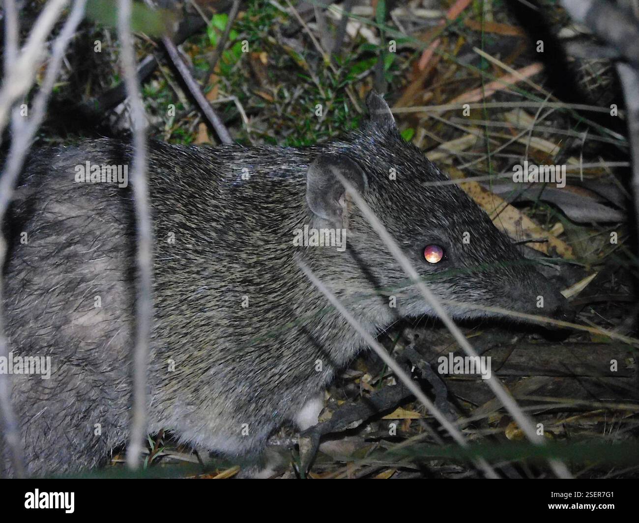 Southern Brown Bandicoot (Isoodon obesulus), Mammalia, Hobart TAS ...