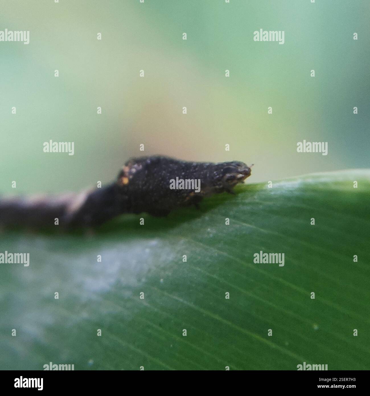 (Ennominae), Insecta, Praia Vermelha do Sul Stock Photo - Alamy
