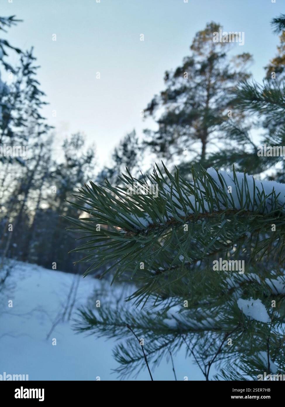 Scots pine (Pinus sylvestris), Plantae, Иркутская обл., Россия, 665490 ...