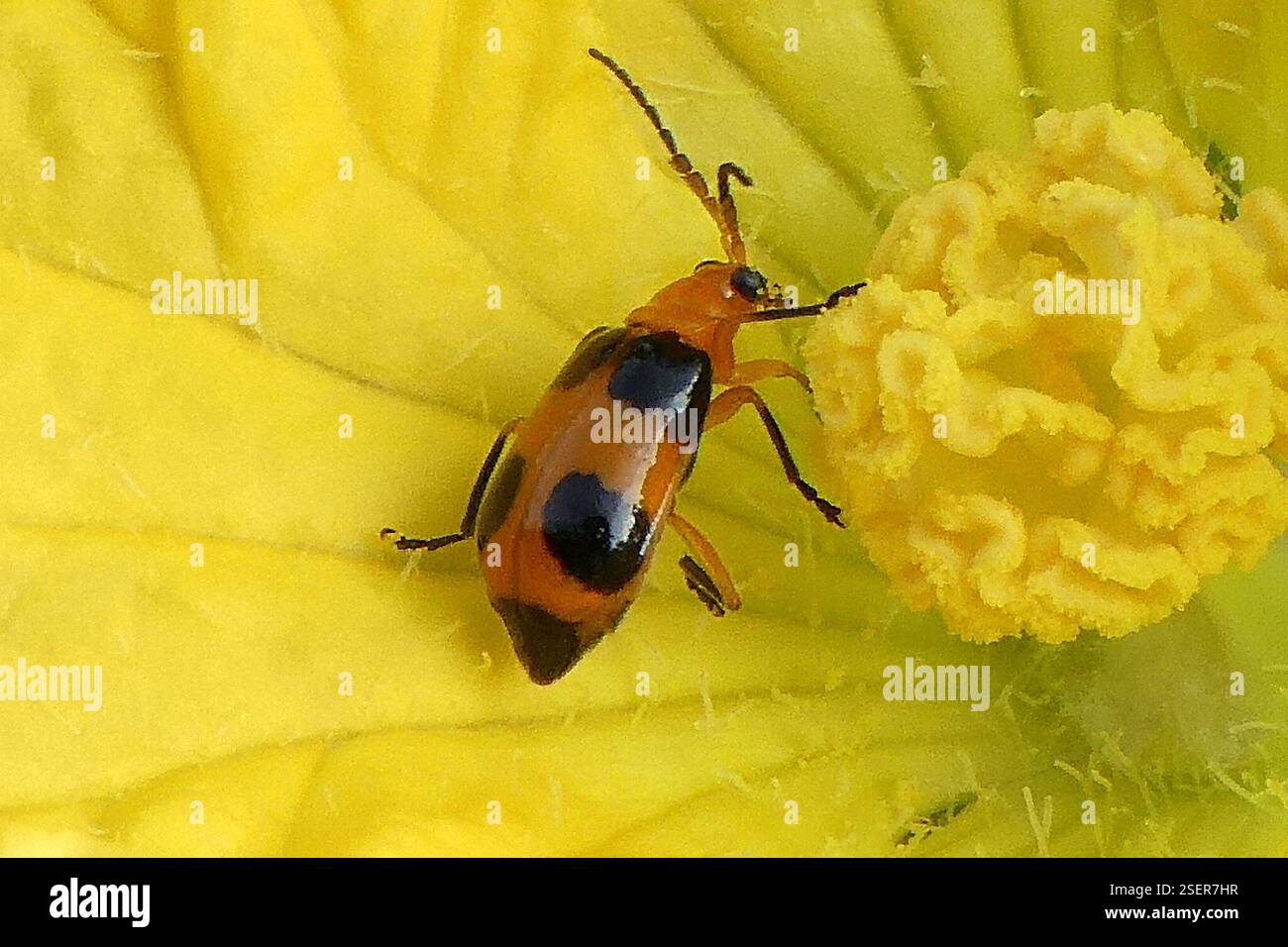 (Aulacophora hilaris), Insecta, Thomas Macleod Park, Sinnamon Park QLD ...
