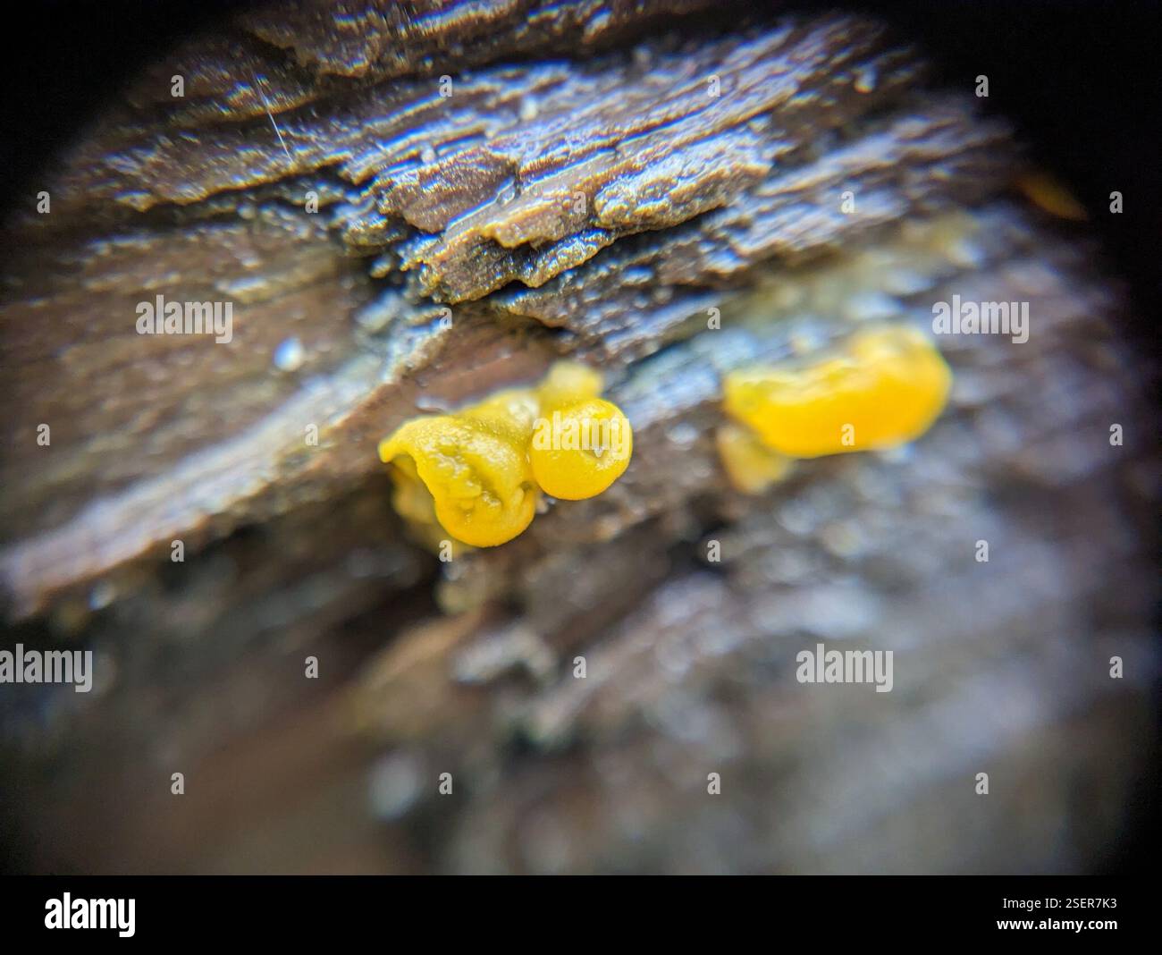 Jelly Spot Fungus (Dacrymyces stillatus), Fungi, West End, Vancouver ...