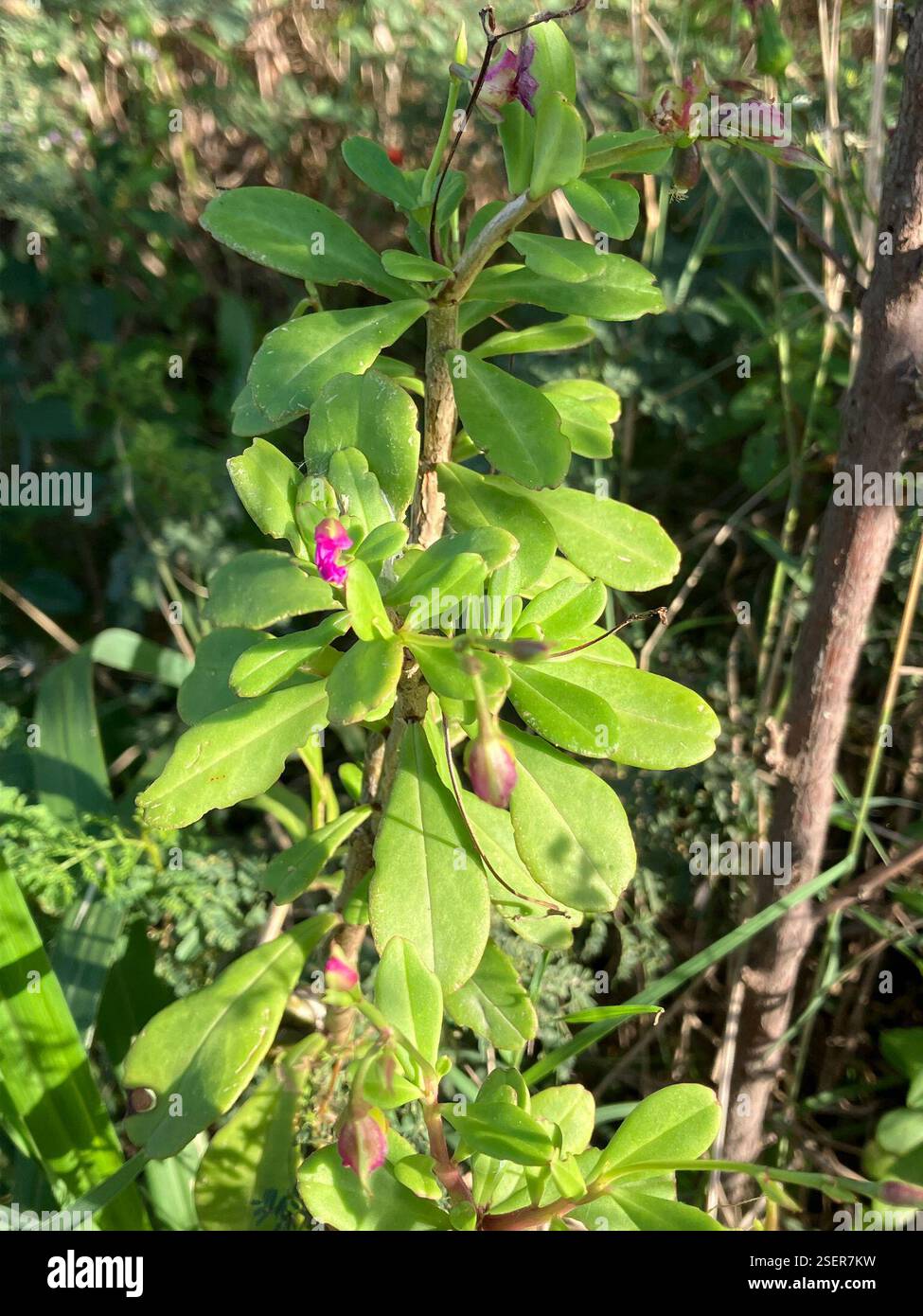 Philippine spinach (Talinum fruticosum), Plantae, Saint Anthon, MS ...