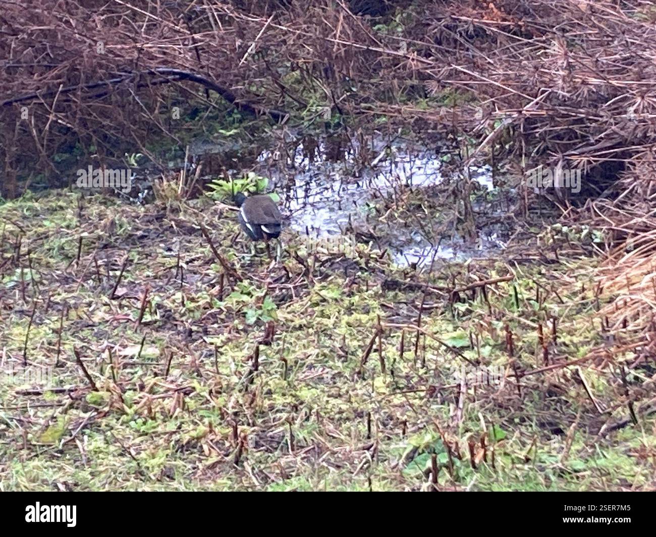 Common Moorhen (Gallinula chloropus), Aves, Queen Elizabeth Walk ...