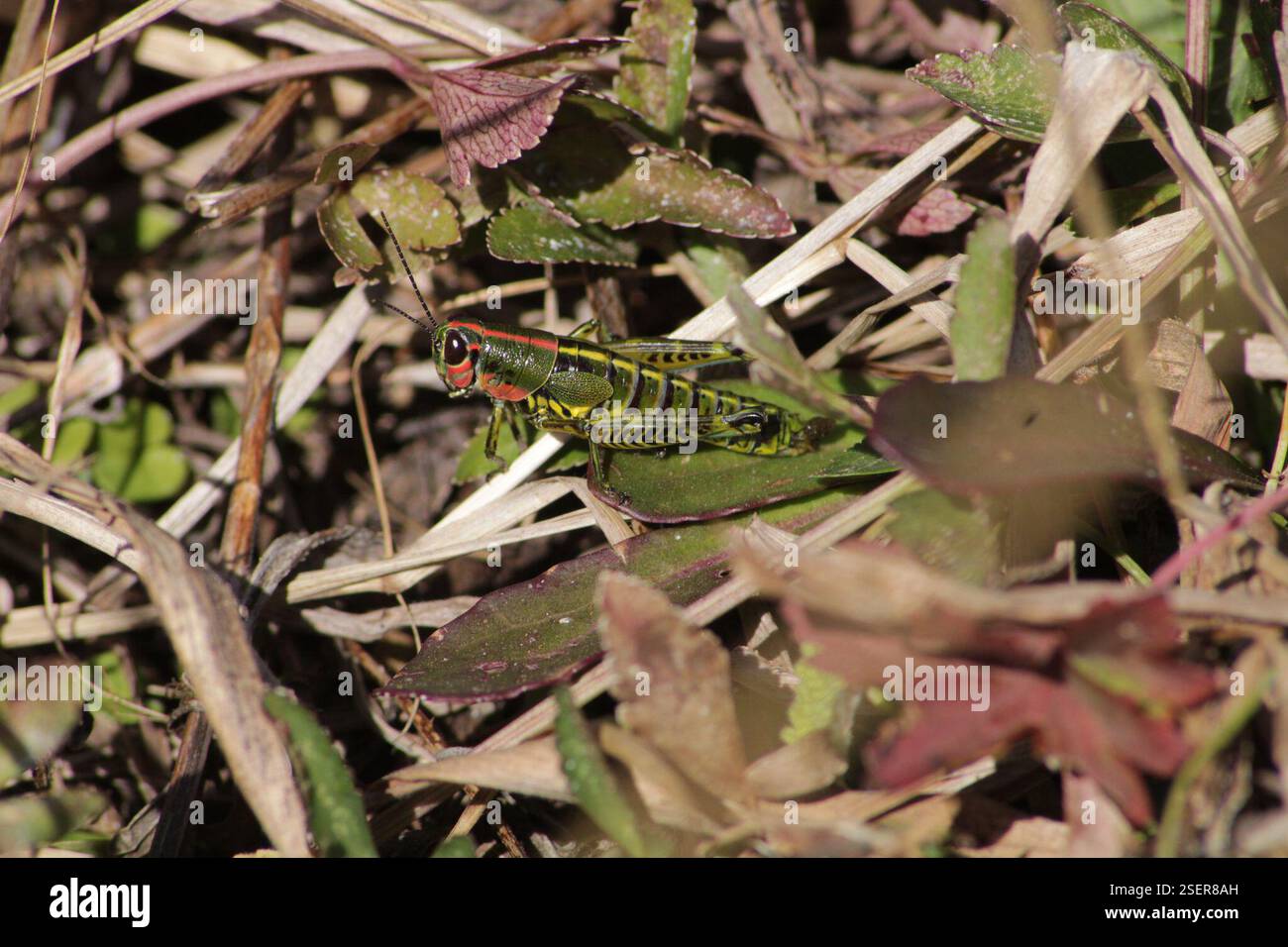 (Aztecacris laevis), Insecta, Tecolotlán, Jal., México Stock Photo - Alamy