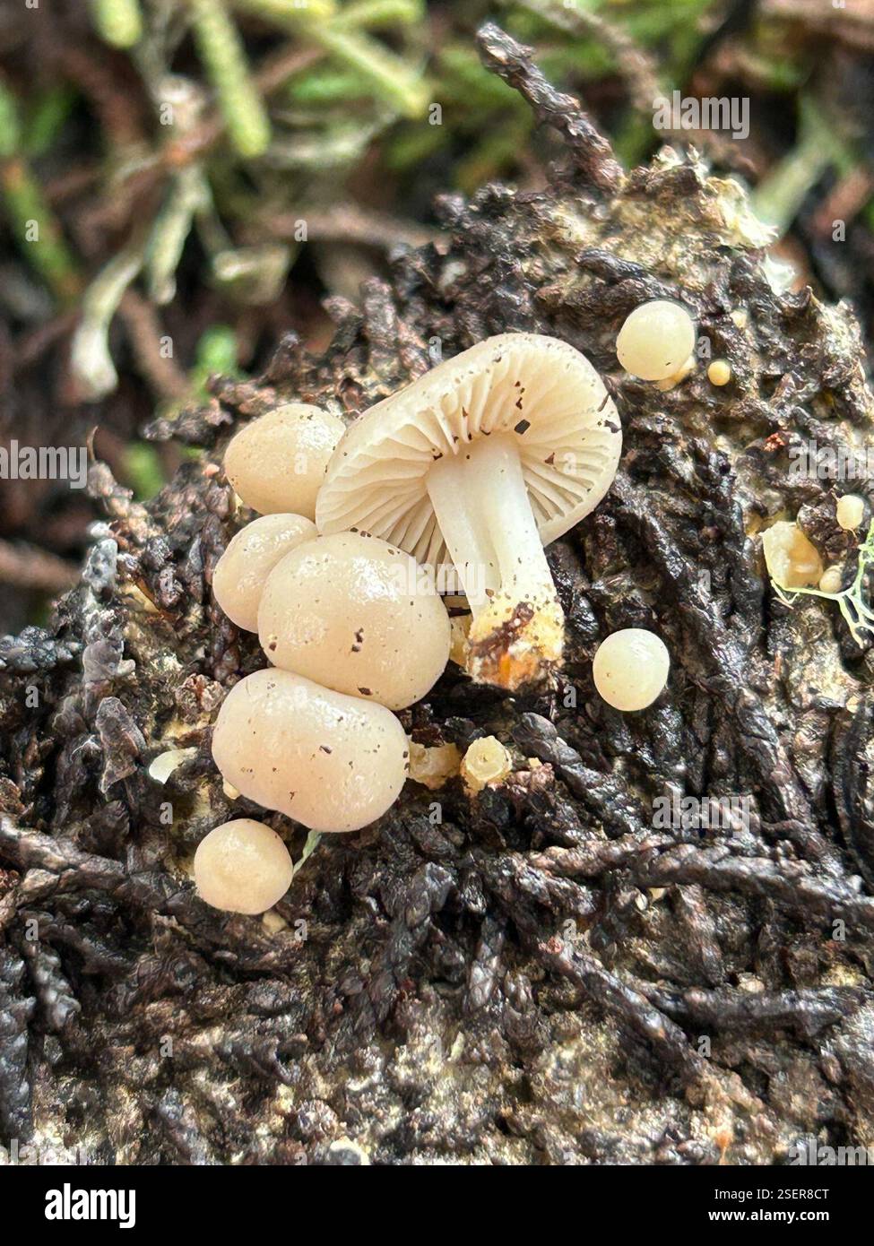 (Marasmius albogriseus), Fungi, Pismo Ave, Los Osos, CA, US, Just a ...