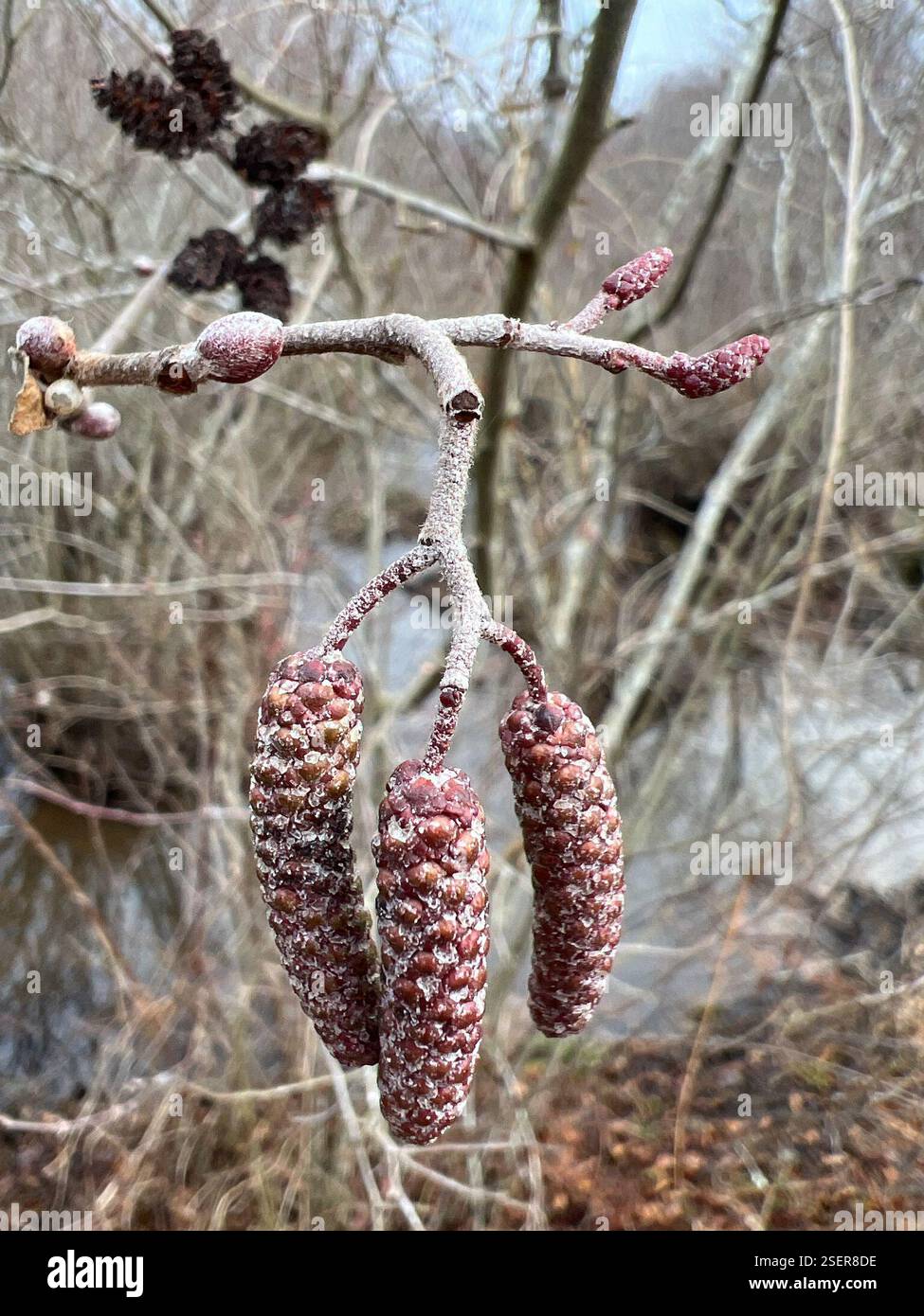 smooth alder (Alnus serrulata), Plantae, Valley View Ln, Pittsboro, NC ...