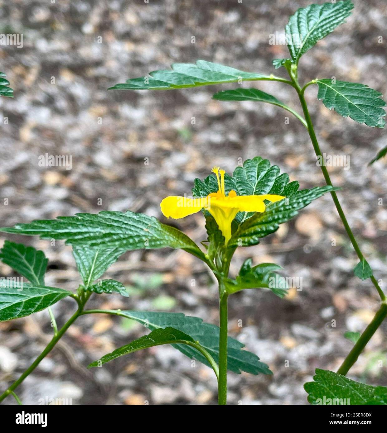 Yellow alder (Turnera ulmifolia), Plantae, Matanzas, CU, Yellow Alder ...