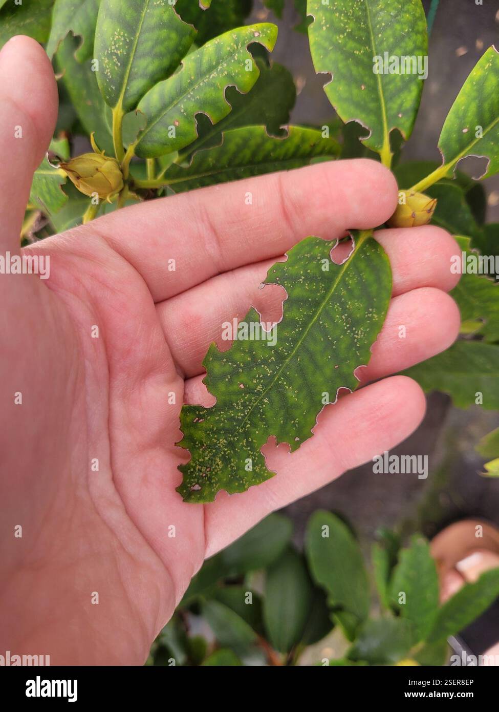 Black Vine Weevil (Otiorhynchus sulcatus), Insecta, Ohio, US, feeding ...