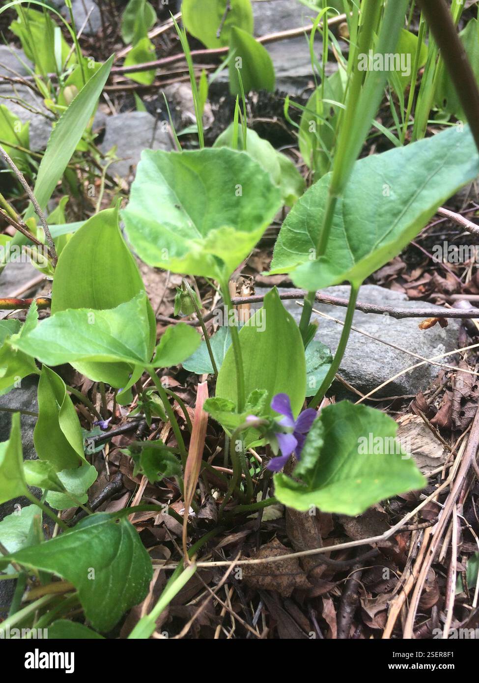 Northern Woodland Violet (Viola septentrionalis), Plantae, Rouyn ...