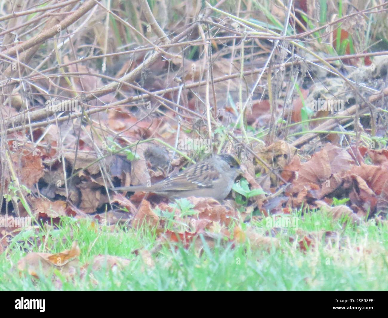 Golden-crowned Sparrow (Zonotrichia atricapilla), Aves, Capital, BC ...