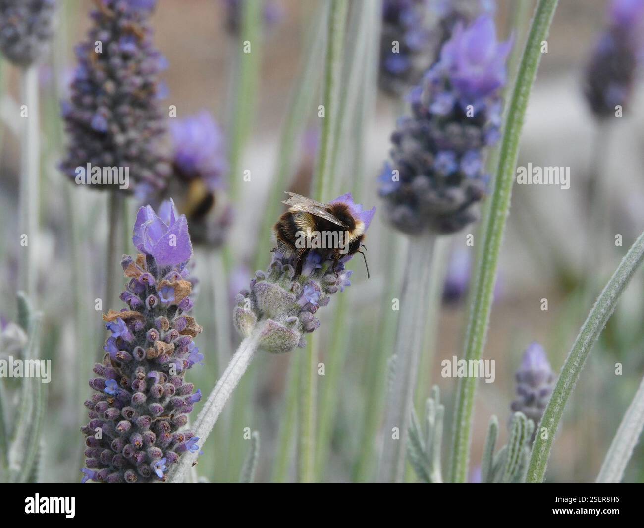 Buff-tailed Bumble Bee (Bombus terrestris), Insecta, Hobart TAS ...