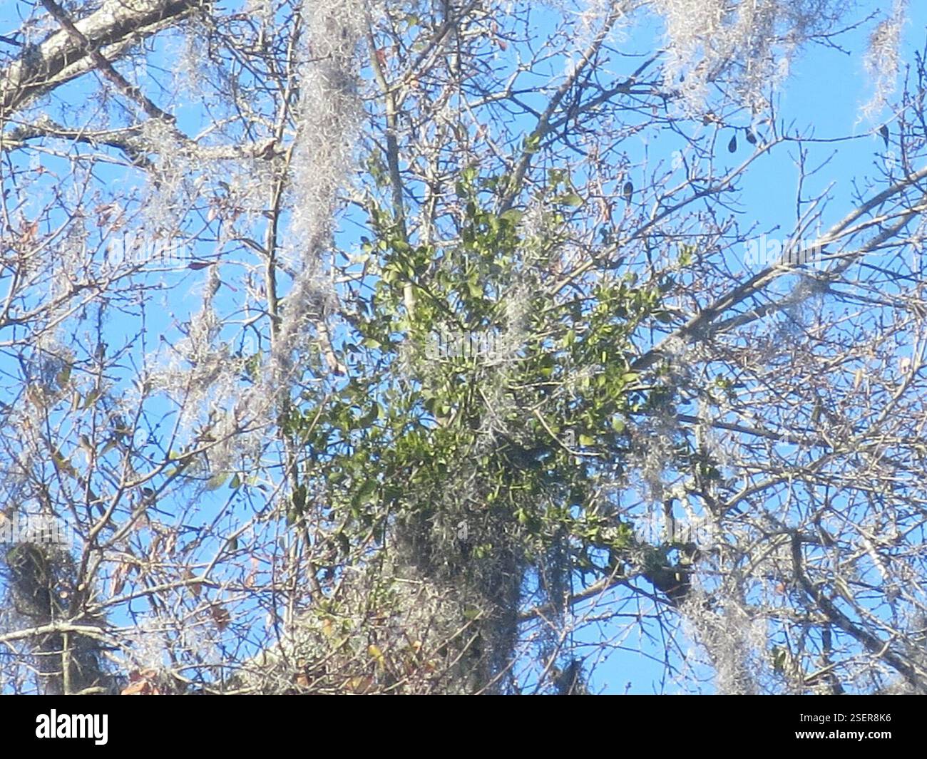 American Mistletoe (Phoradendron leucarpum), Plantae, Windsor Forest ...