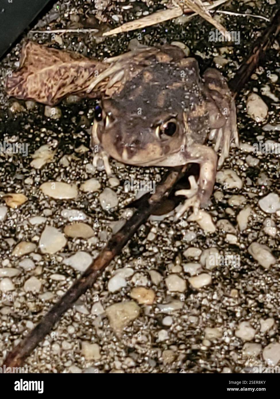 Eastern Spadefoot (Scaphiopus holbrookii), Amphibia, 2185 Bellmead ...