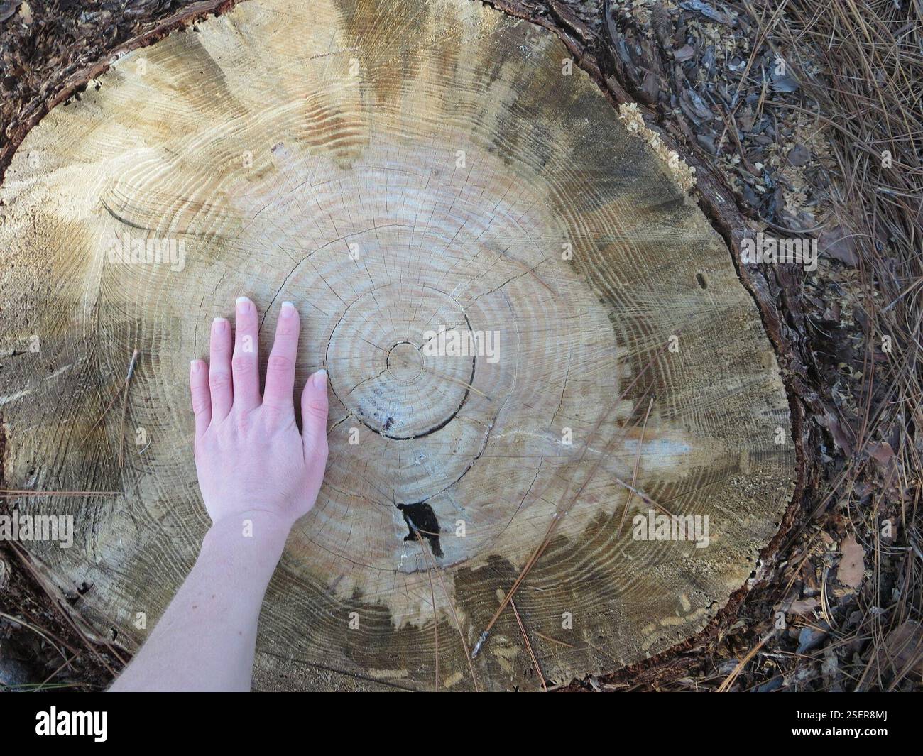 loblolly pine (Pinus taeda), Plantae, Windsor Forest, Savannah, GA, USA ...