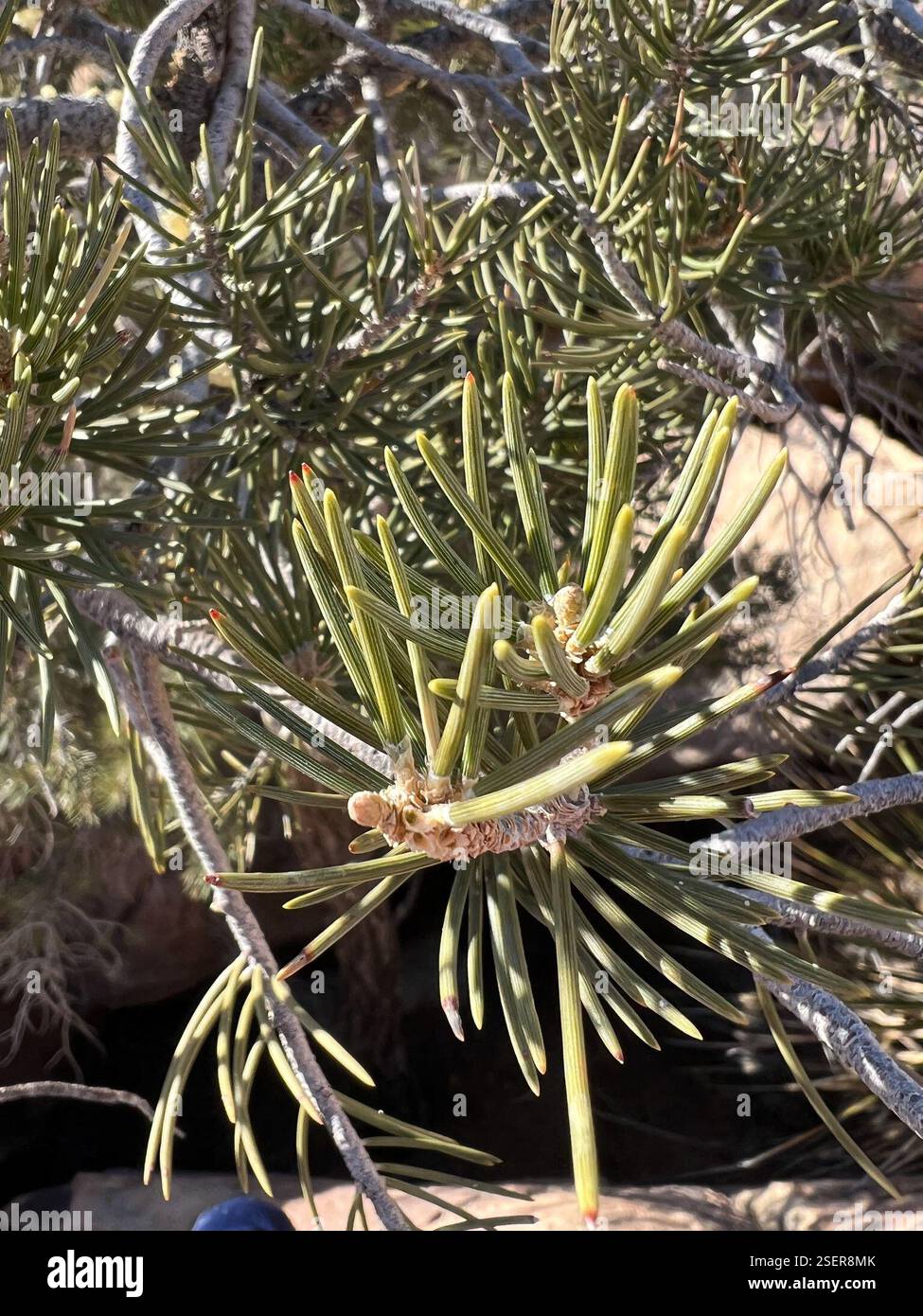 singleleaf pinyon (Pinus monophylla), Plantae, Riverside County, CA ...