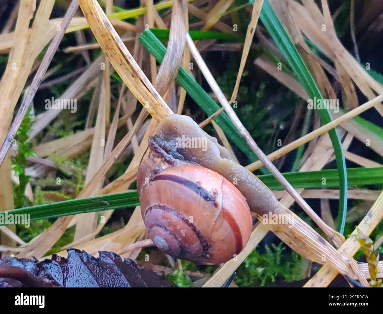 Brown-lipped Snail (Cepaea nemoralis), Mollusca, Stanwix, Carlisle CA3 ...