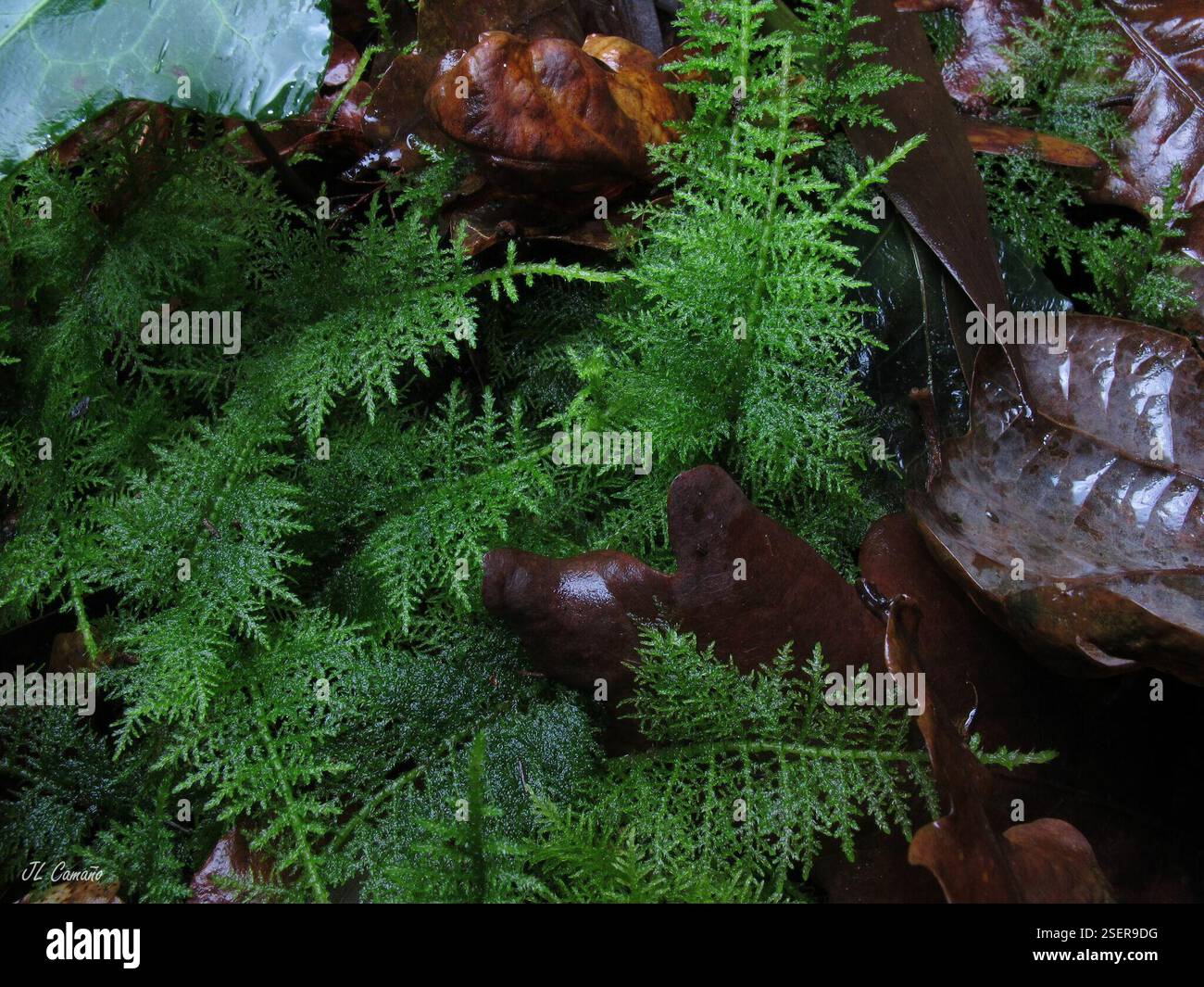 Common Tamarisk-moss (Thuidium tamariscinum), Plantae, La Coruña ...