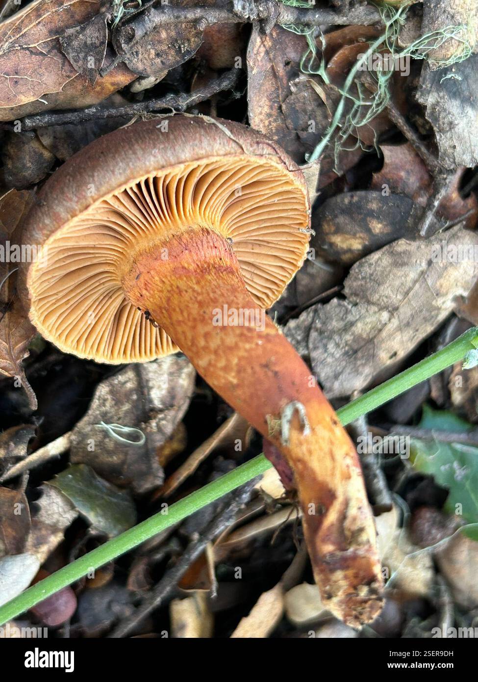 Pine Spikes (Chroogomphus vinicolor), Fungi, Highland Dr, Los Osos, CA ...