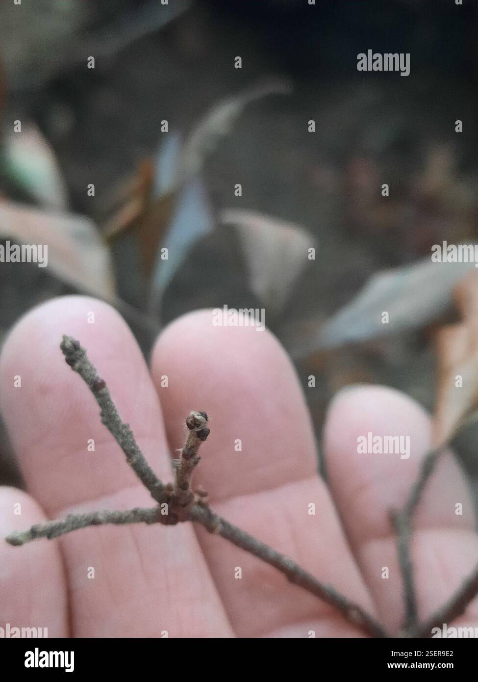 northern bayberry (Morella pensylvanica), Plantae, Mamacoke Island ...
