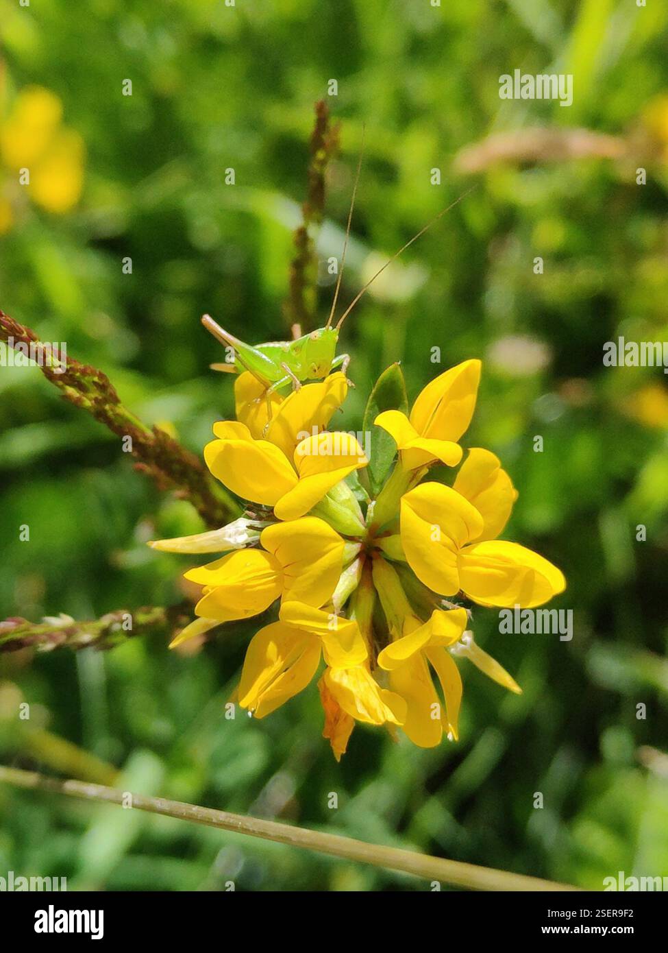 greater bird's-foot-trefoil (Lotus pedunculatus), Plantae, Cass 7580 ...