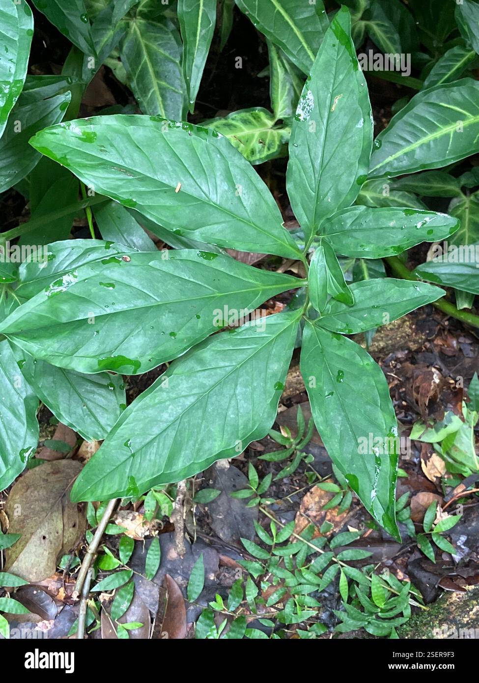 fivefingers (Syngonium angustatum), Plantae, Saint Peter, MS Stock ...