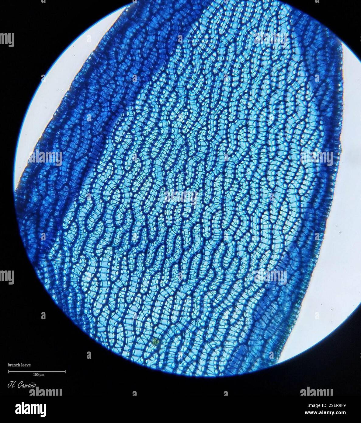Lesser Cow-horn Bog-moss (Sphagnum inundatum), Plantae, La Coruña ...