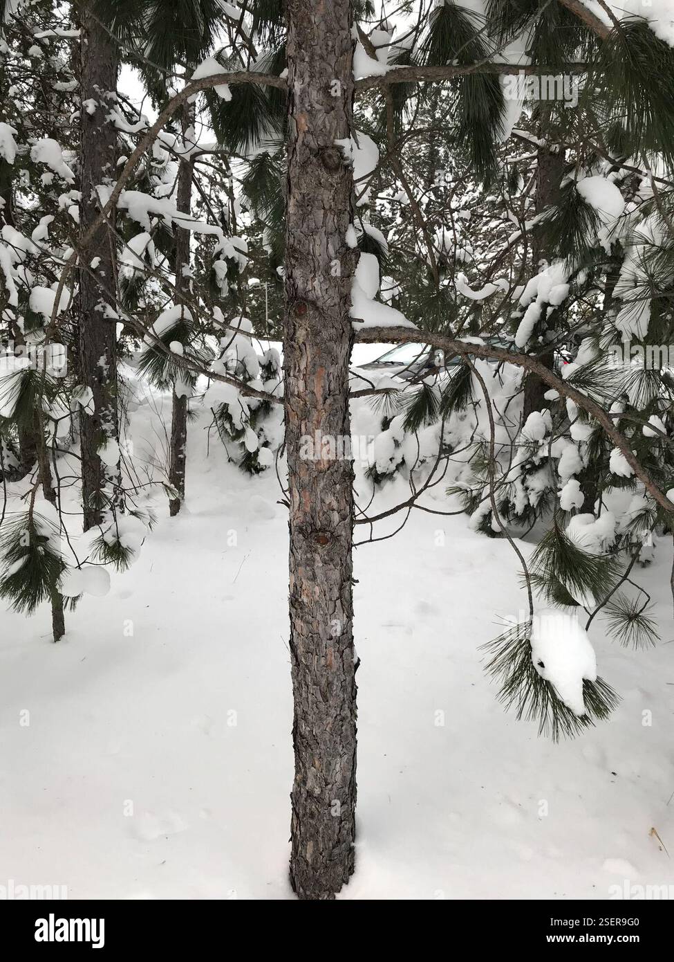 red pine (Pinus resinosa), Plantae, Moose Lake State Park, Moose Lake ...