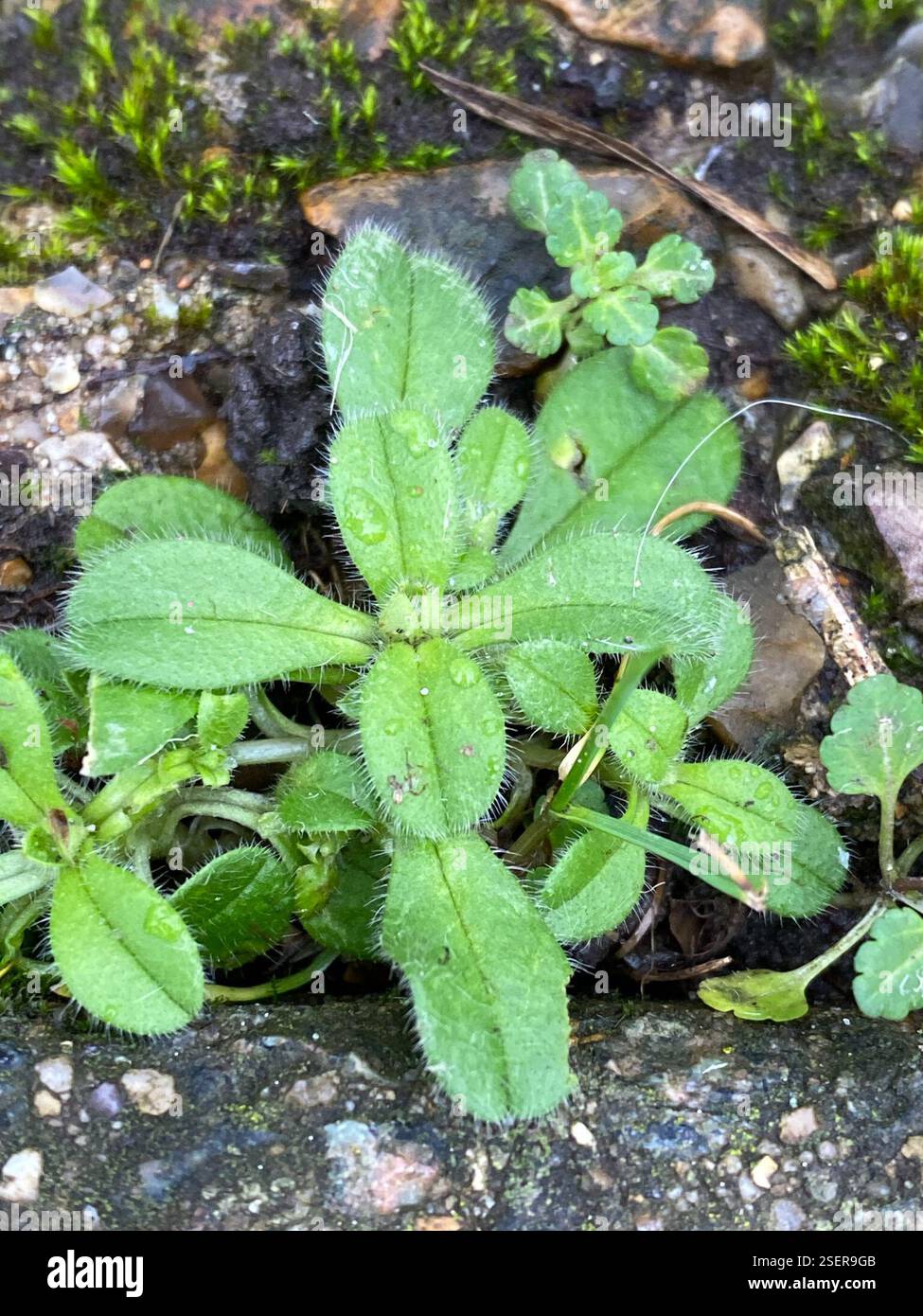 Sticky mouse-ear chickweed (Cerastium glomeratum), Plantae, Stamford ...