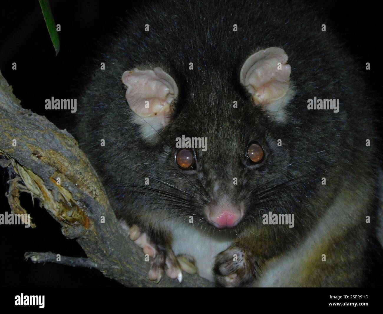 Common Ring-tailed Possum (Pseudocheirus peregrinus), Mammalia, Hobart ...