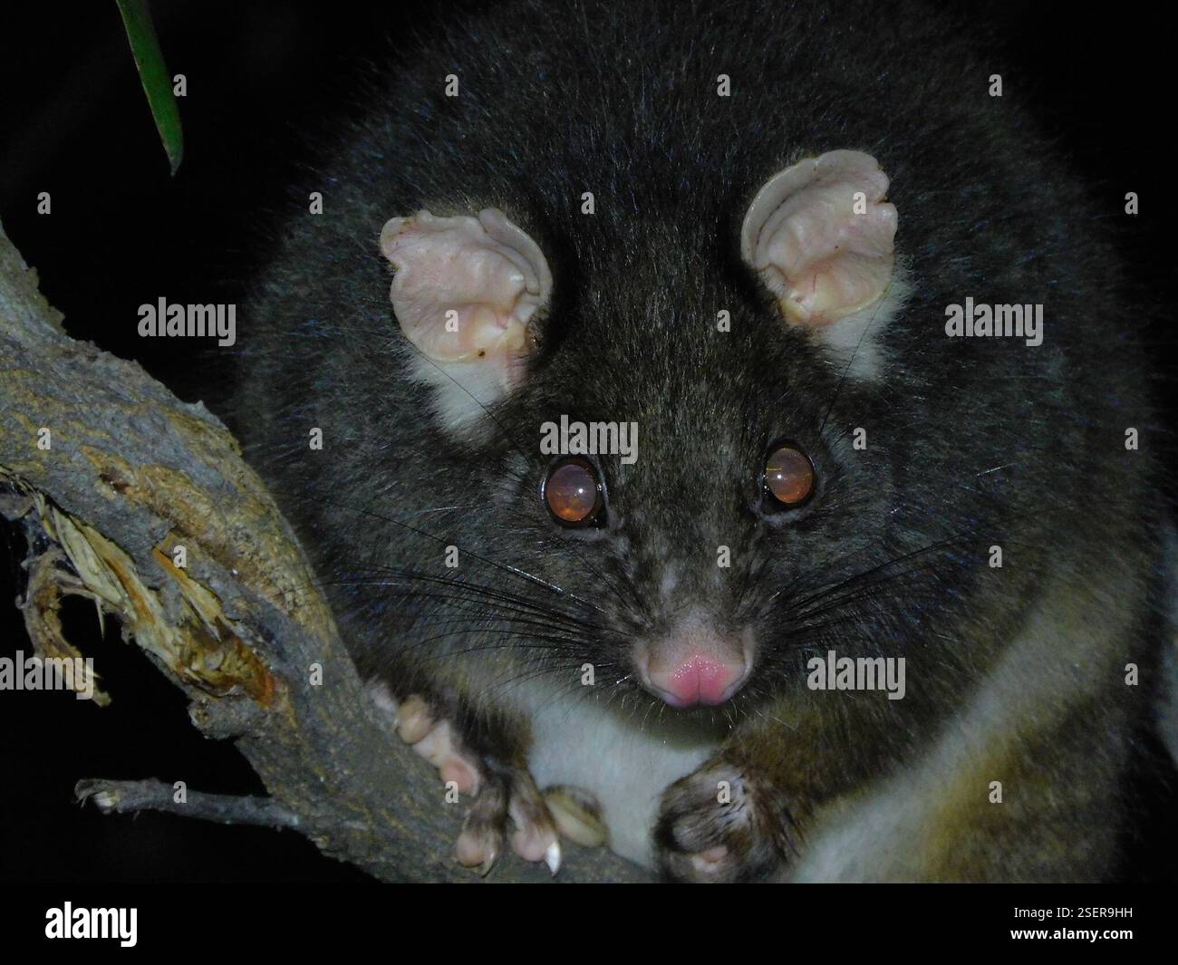 Common Ring-tailed Possum (Pseudocheirus peregrinus), Mammalia, Hobart ...