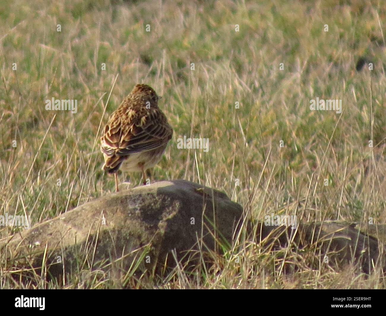 Eurasian Skylark (Alauda arvensis), Aves, Waverley Lake, Sheffield S60 ...