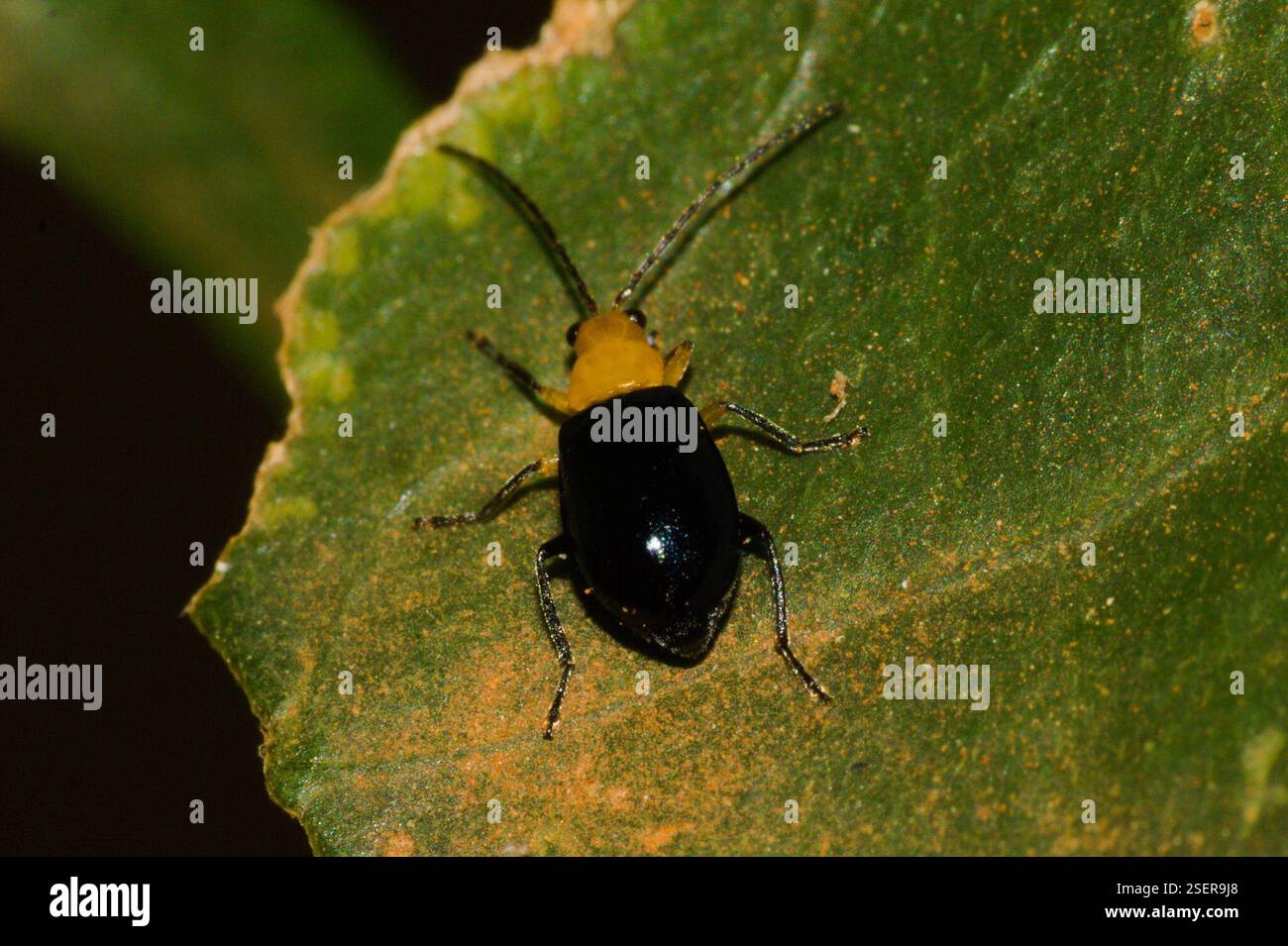 (Isotes), Insecta, PE. do Turvo - Derrubadas - RS. Brasil Stock Photo ...