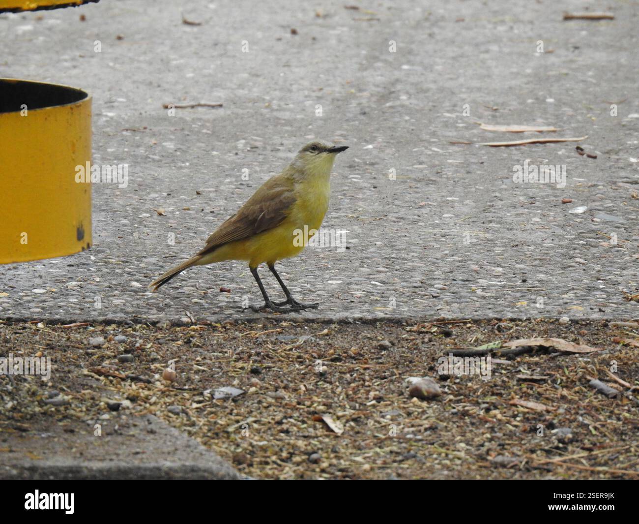 Cattle Tyrant (Machetornis rixosa), Aves, San Antonio Oeste, Río Negro ...