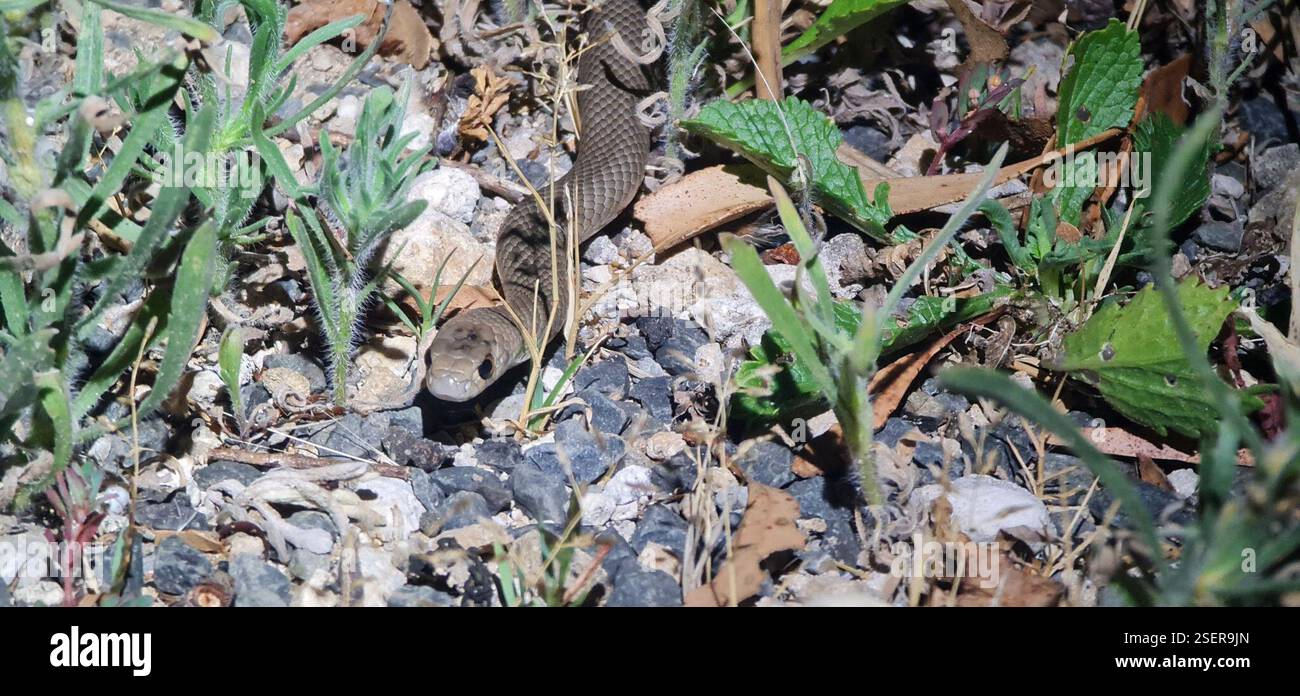 Eastern Brown Snake (Pseudonaja textilis), Reptilia, Woodchester SA ...