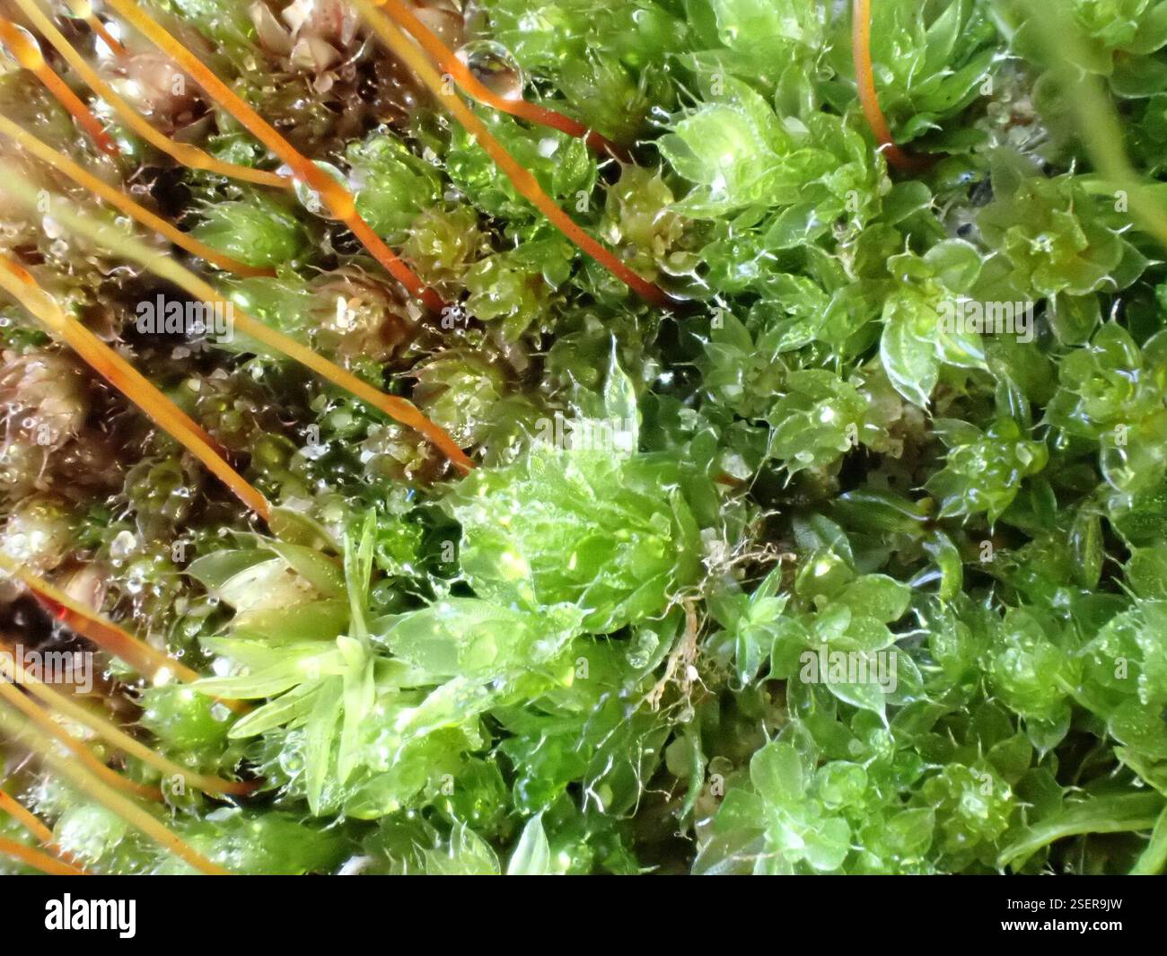 Capillary Thread-moss (Ptychostomum capillare), Plantae, Amsterdamse ...