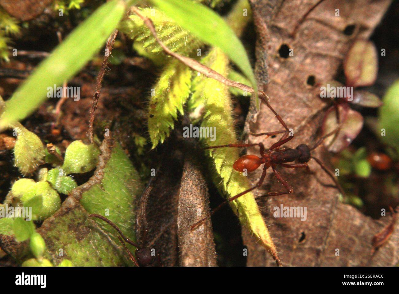 Eciton Army Ants (Eciton), Insecta, Oxapampa, Peru Stock Photo - Alamy