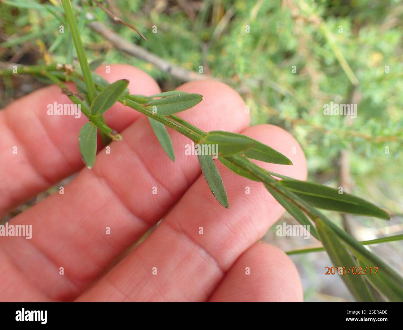 Wild Flax (Linum thunbergii), Plantae, Highmoor, 3300, South Africa ...
