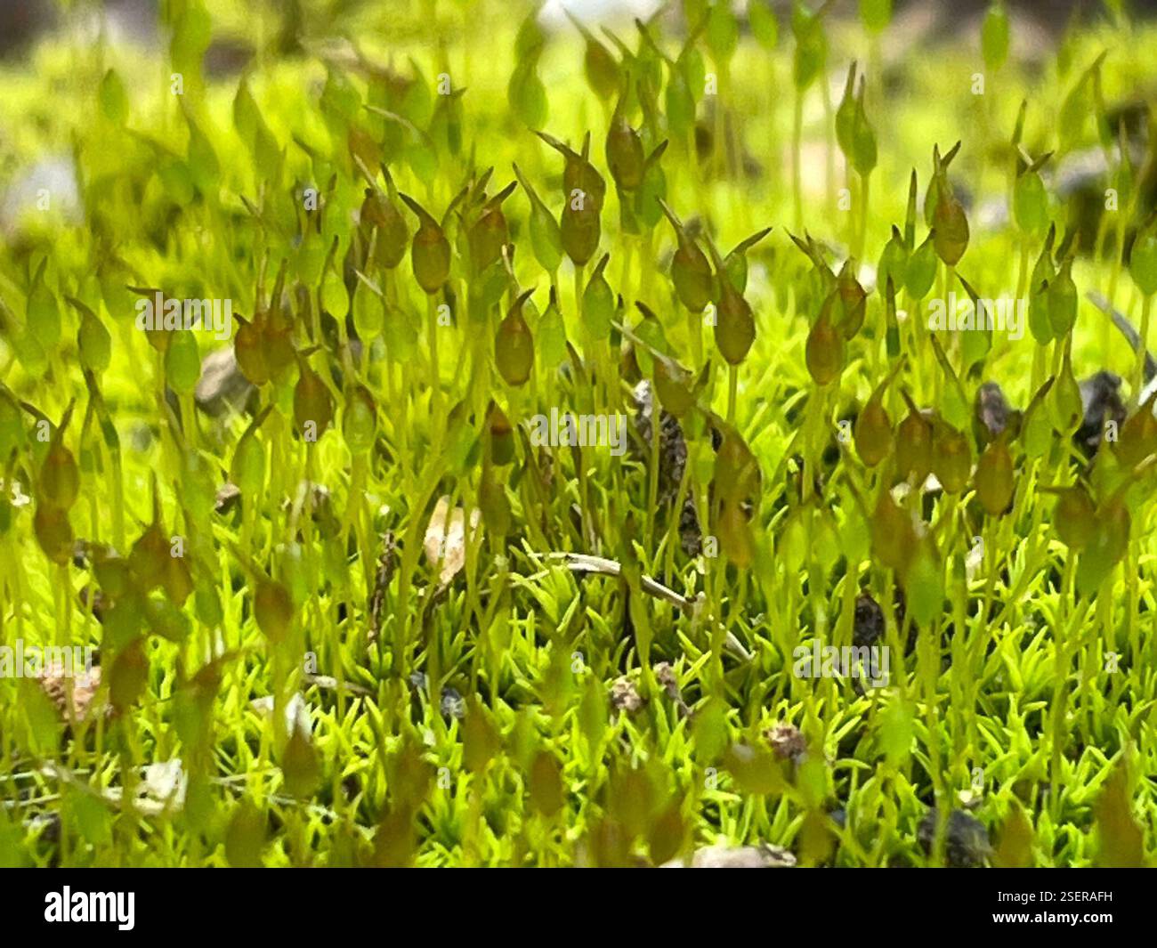 Green-tufted Stubble Moss (Weissia controversa), Plantae, North ...