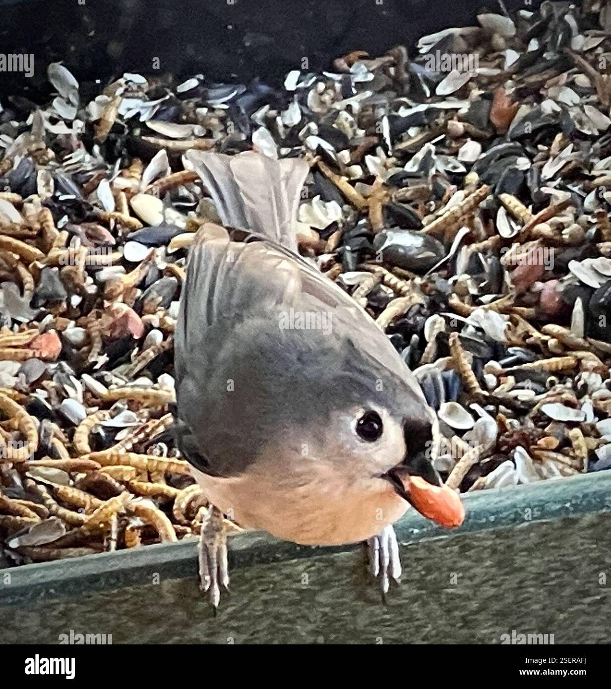 Tufted Titmouse (Baeolophus bicolor), Aves, Mitchell St, Hillsborough ...