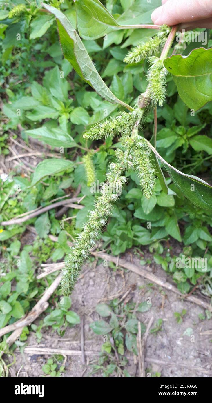 powell's amaranth (Amaranthus powellii), Plantae, Fairfield, Lower Hutt ...