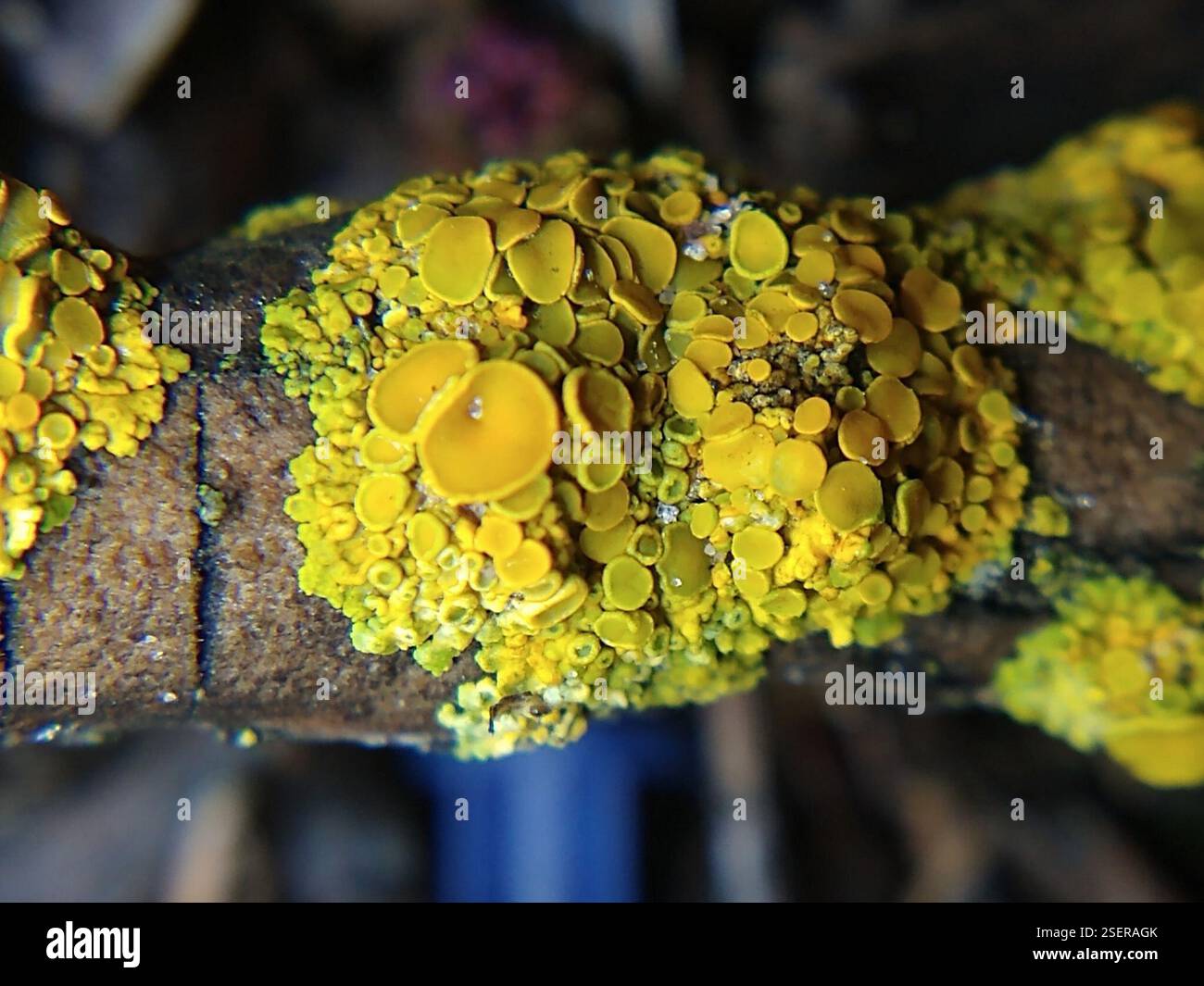 Pin-cushion Sunburst Lichen (Polycauliona polycarpa), Fungi, California ...