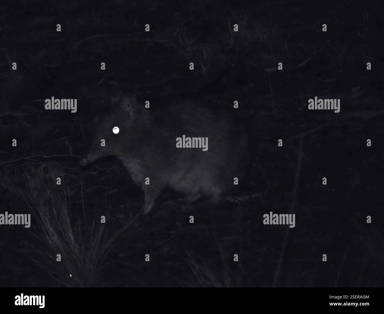 Eastern Barred Bandicoot (Perameles gunnii), Mammalia, Hobart TAS ...