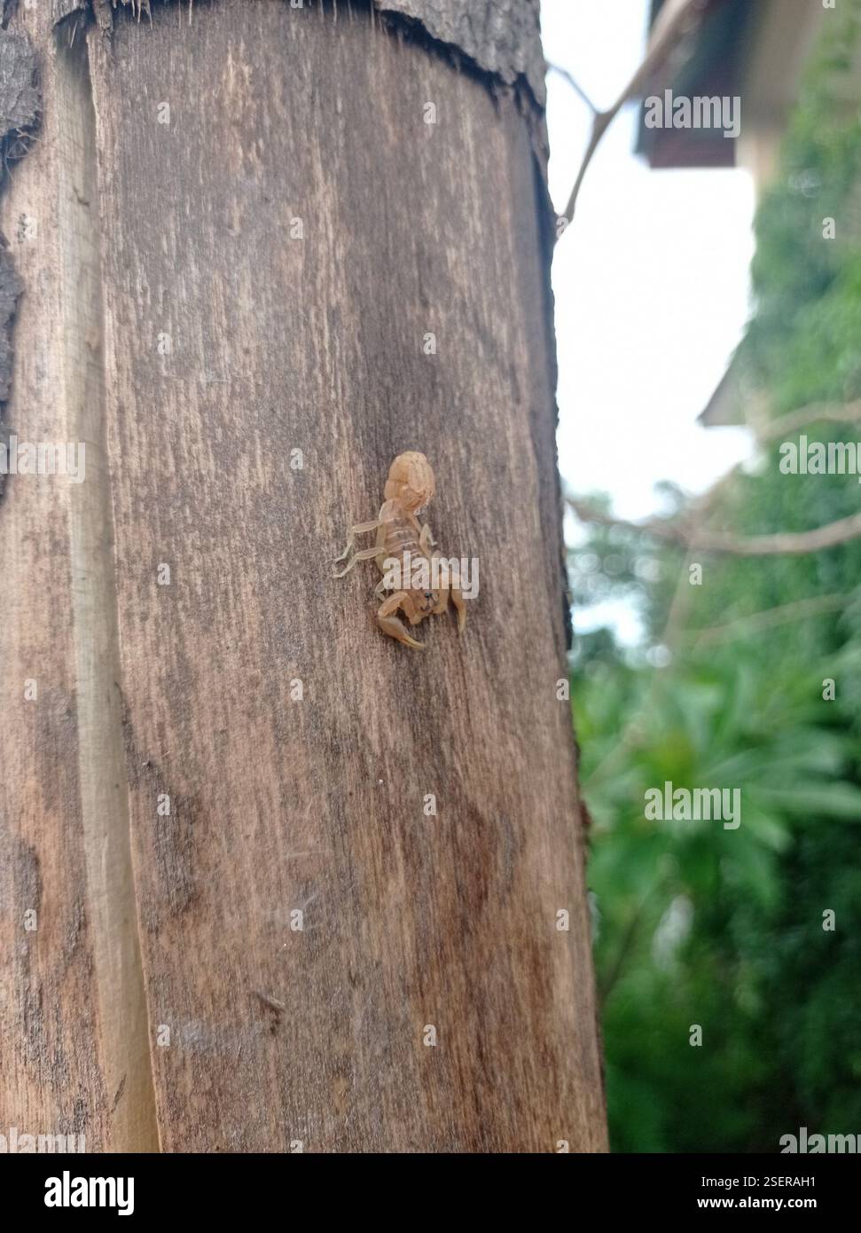 Nomad Scorpions (Hottentotta), Arachnida, Chuo cha Ualimu Vikonje ...
