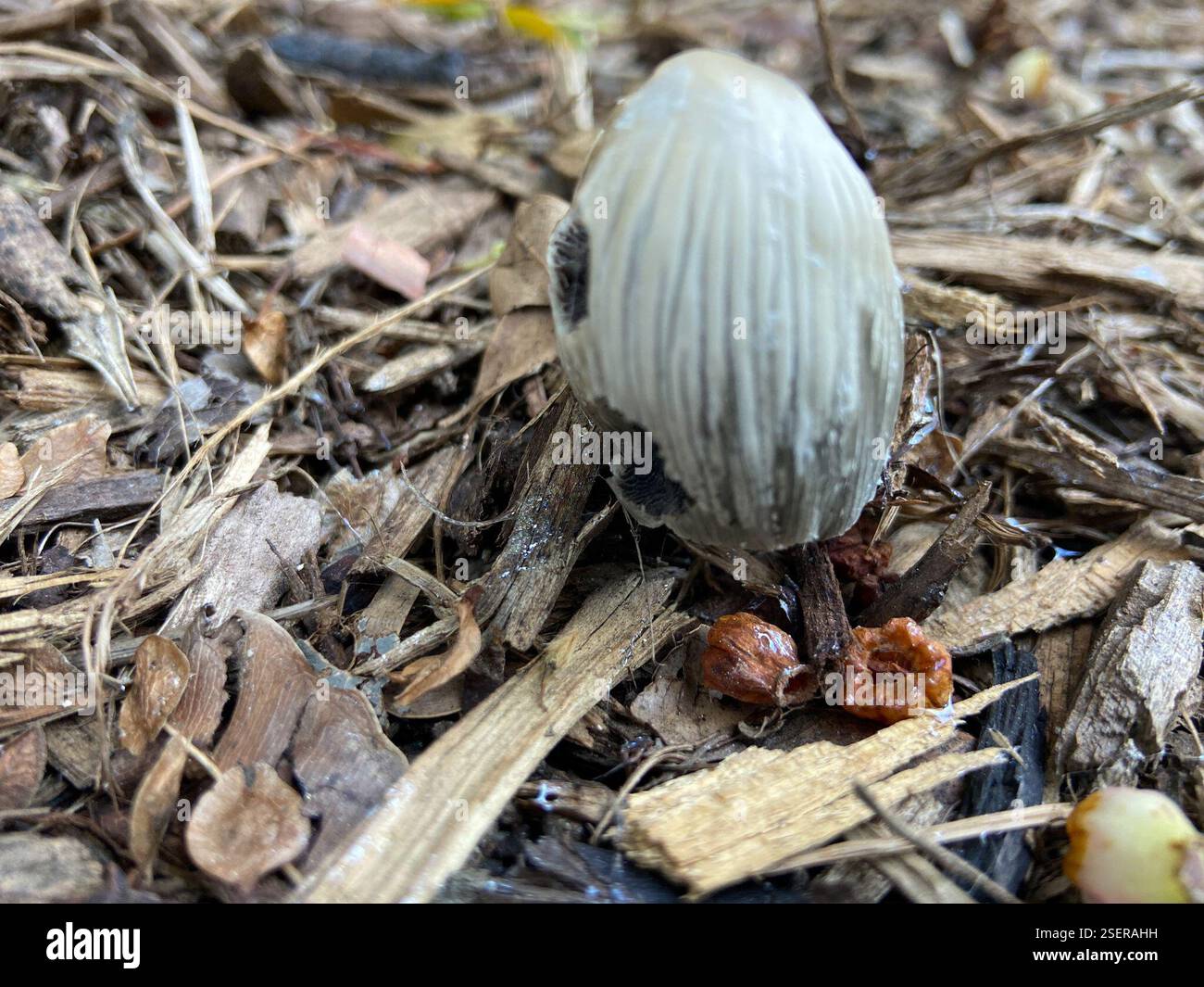 inky caps (Coprinus), Fungi, Waterfront Dr, Los Angeles, CA, US Stock ...