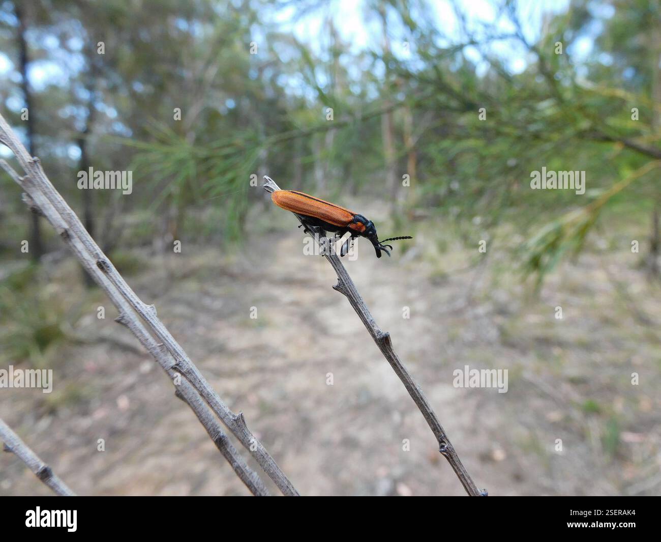 red weevil (Rhinotia haemoptera), Insecta, Hobart TAS, Australia Stock ...