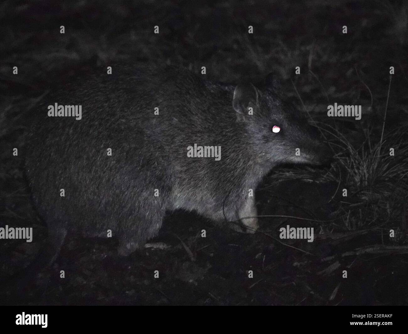 Southern Brown Bandicoot (Isoodon obesulus), Mammalia, Hobart TAS ...