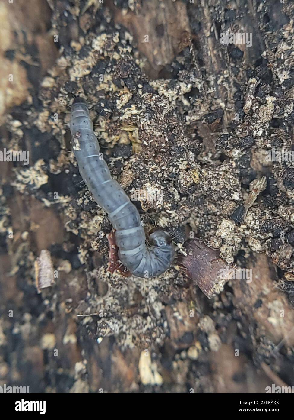 Winged and Once-winged Insects (Pterygota), Insecta, Portola Redwoods ...