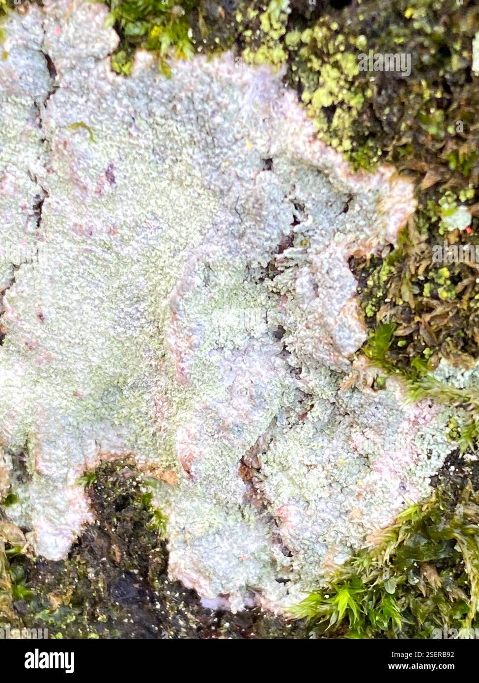 Whitewash Lichen (Phlyctis argena), Fungi, Zoo of Bern, Berne, BE, CH ...