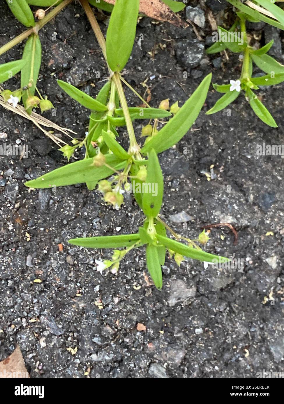 Old World Diamond Flower (Oldenlandia corymbosa), Plantae, Peppertree ...
